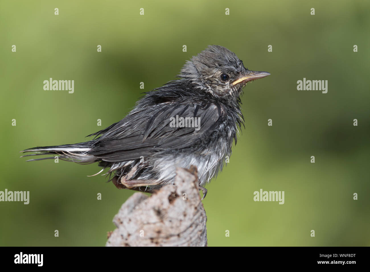 White wagtail chick hi-res stock photography and images - Alamy