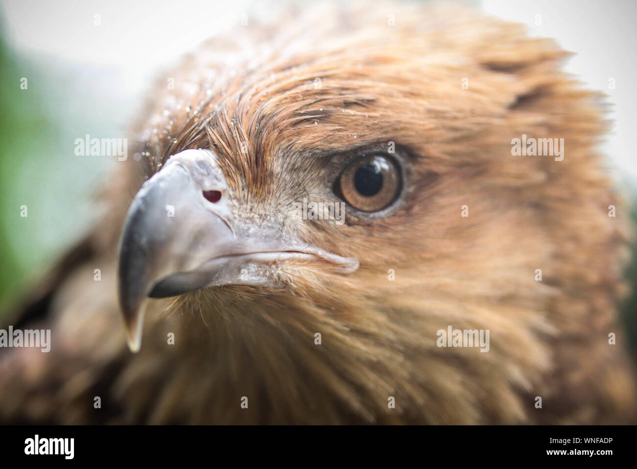 Eagles head hi-res stock photography and images - Alamy