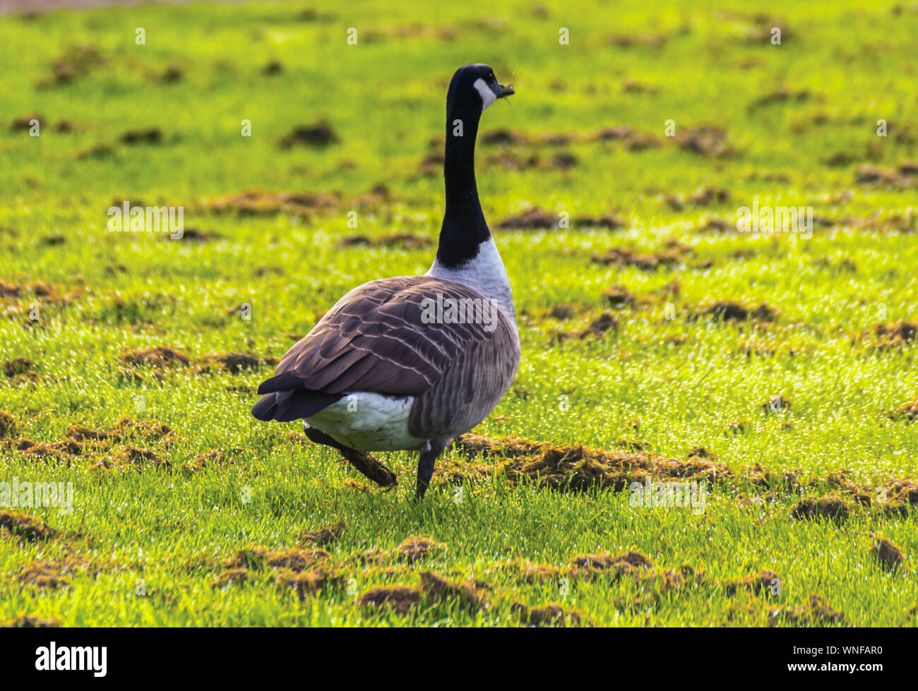 Wild geese on the meadow nibbling the grass, green juicy grass, wild ...