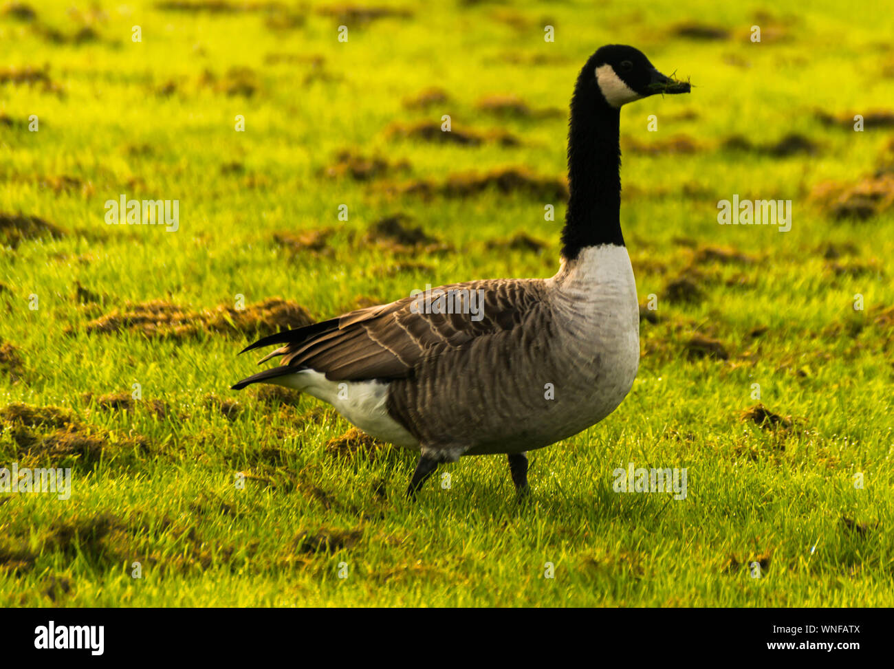 Wild geese on the meadow nibbling the grass, green juicy grass, wild ...