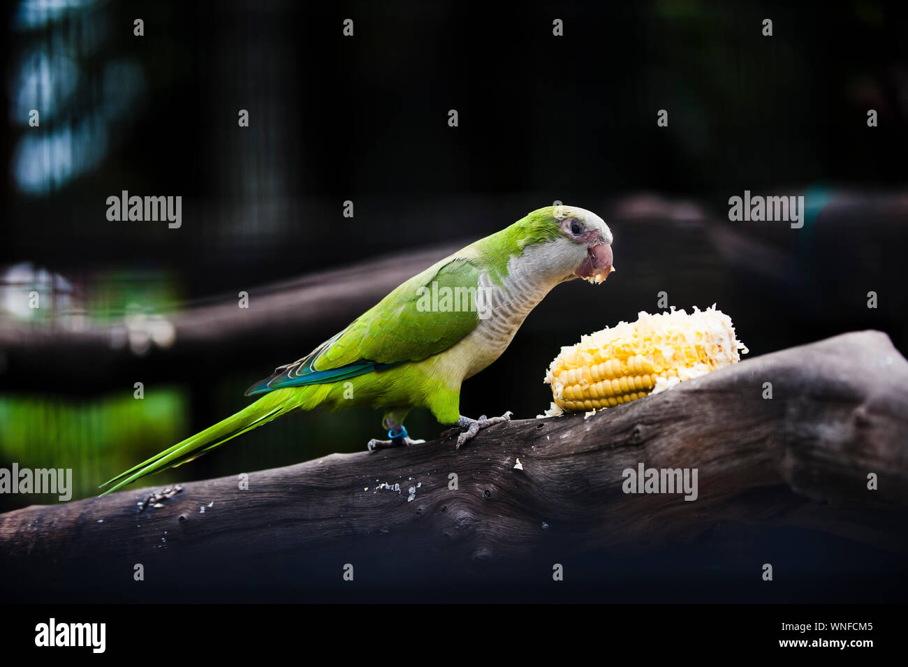 Bird Corn Cob High Resolution Stock Photography and Images - Alamy