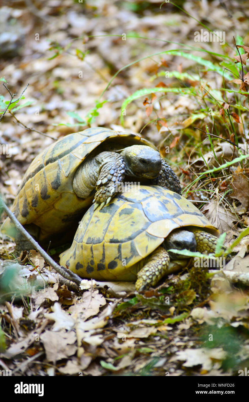 Mating Turtles High Resolution Stock Photography and Images - Alamy