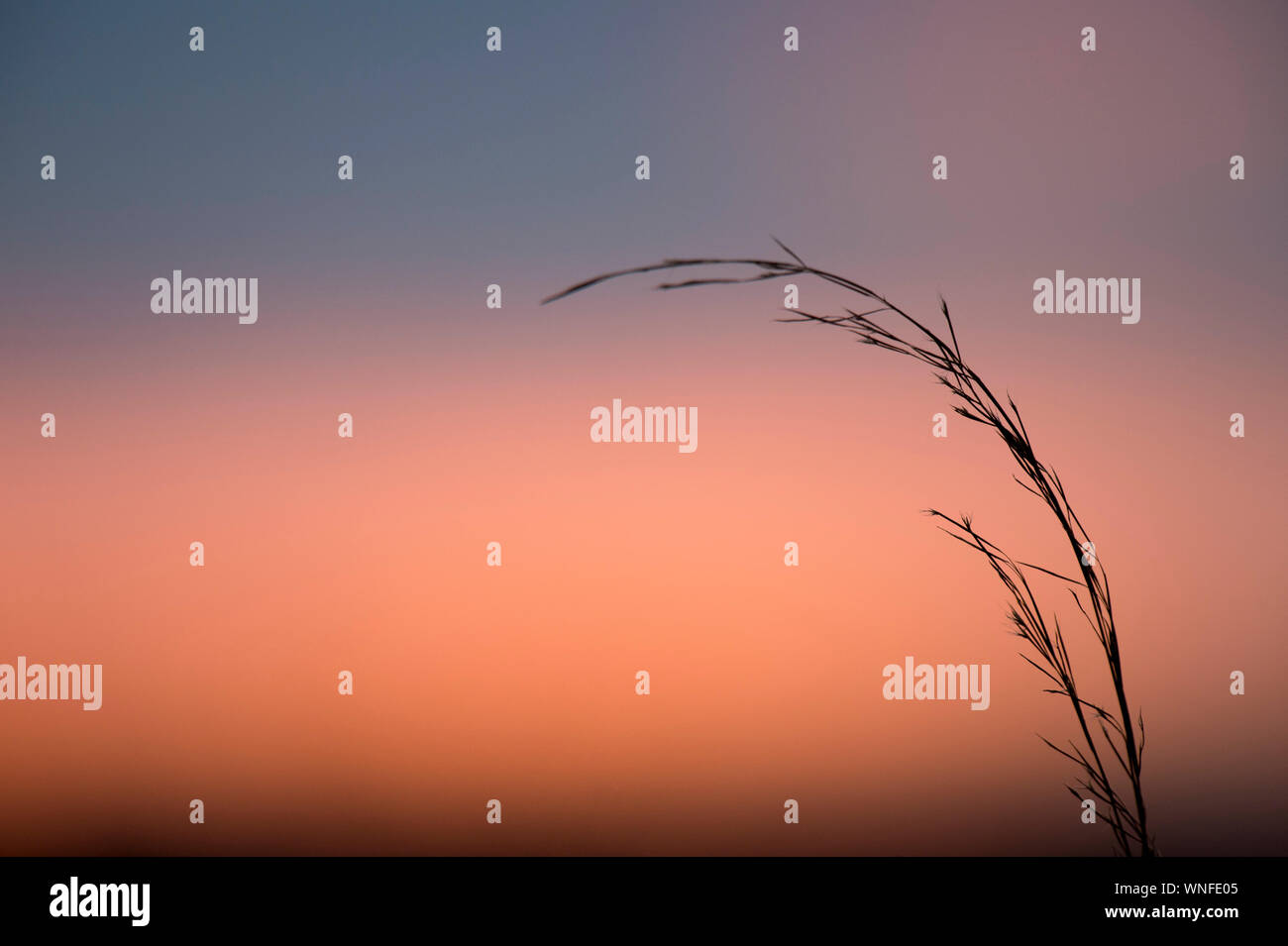 Grass stands hi-res stock photography and images - Alamy