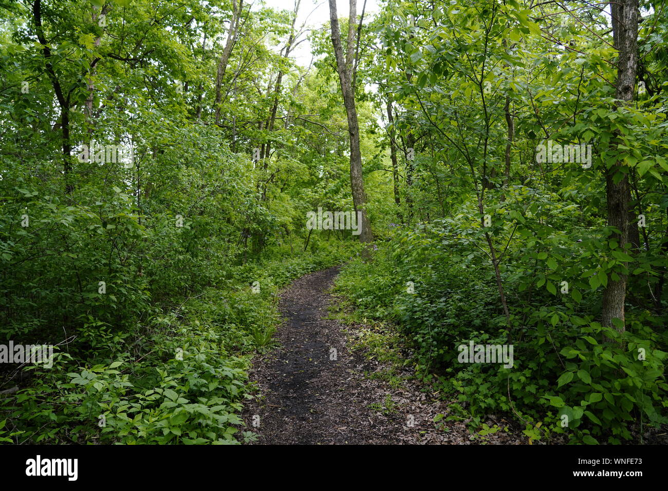forest, trail, nature, landscape, green, tree, travel, mountain, park ...