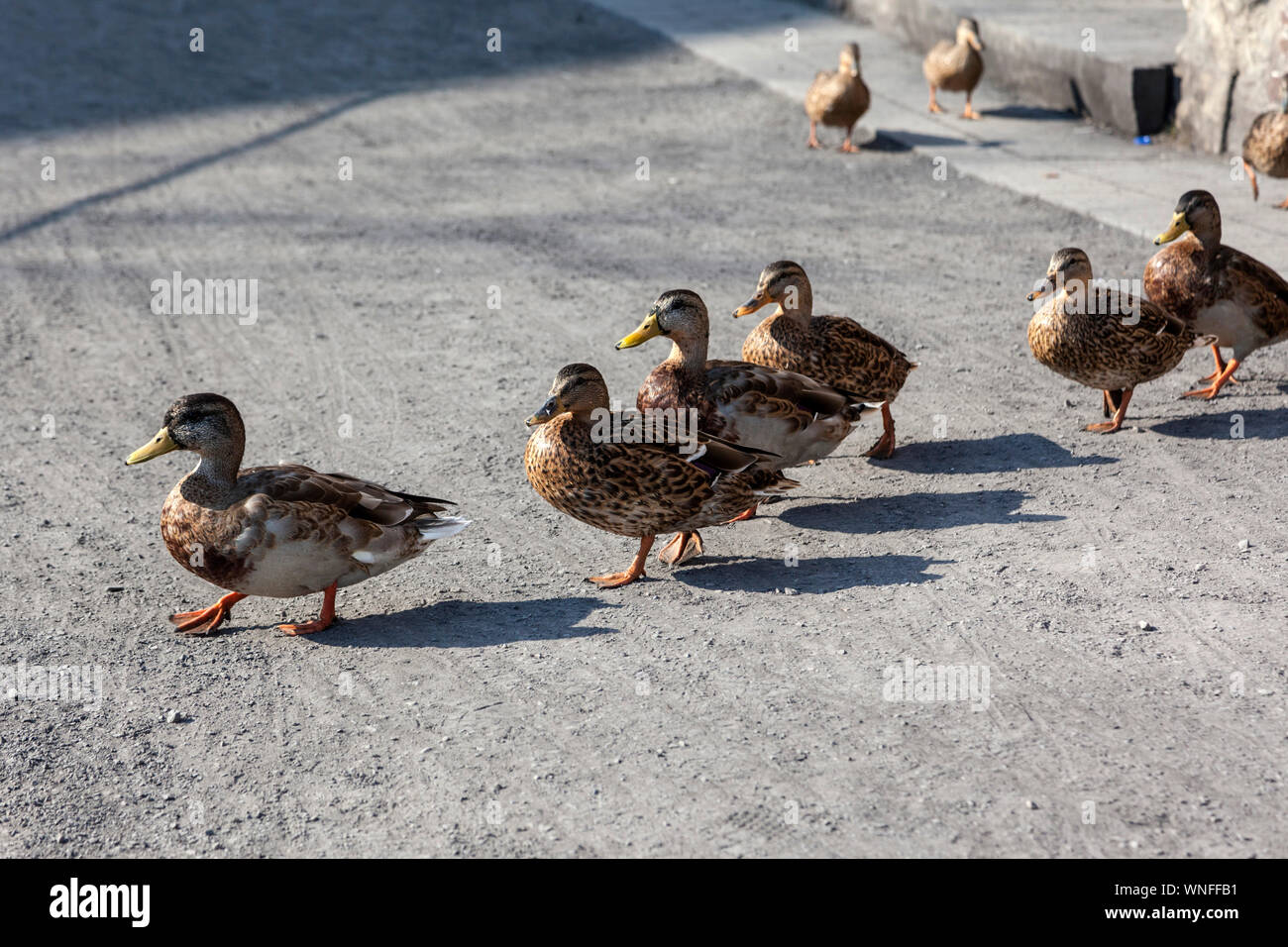 Walk In Single File High Resolution Stock Photography and Images - Alamy