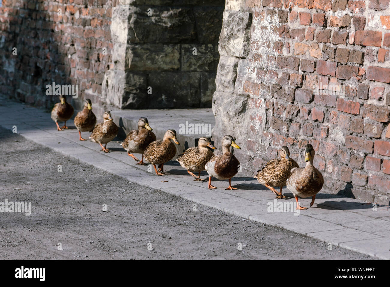 Walk In Single File High Resolution Stock Photography and Images - Alamy