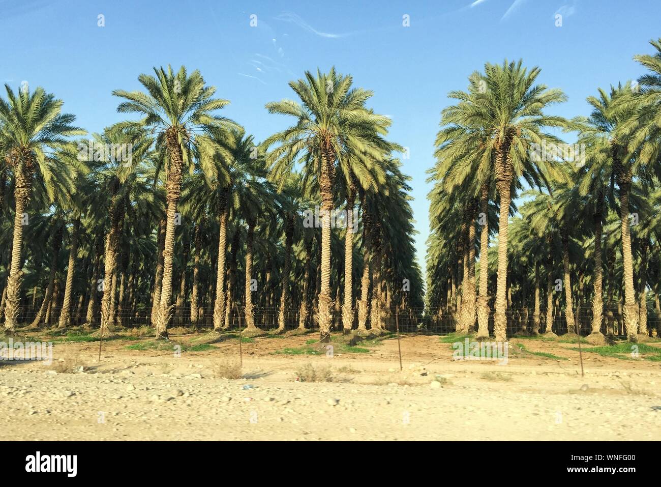 Date palm tree growing in hi-res stock photography and images - Alamy