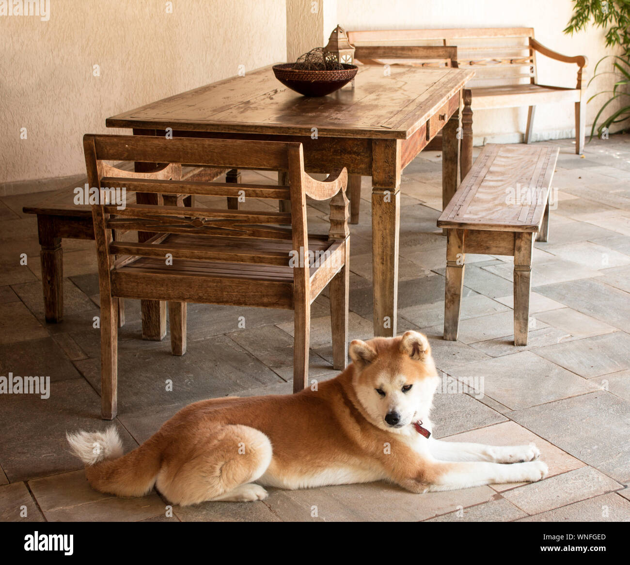 Outdoors backyard table and dog. Rustic decoration Stock Photo - Alamy