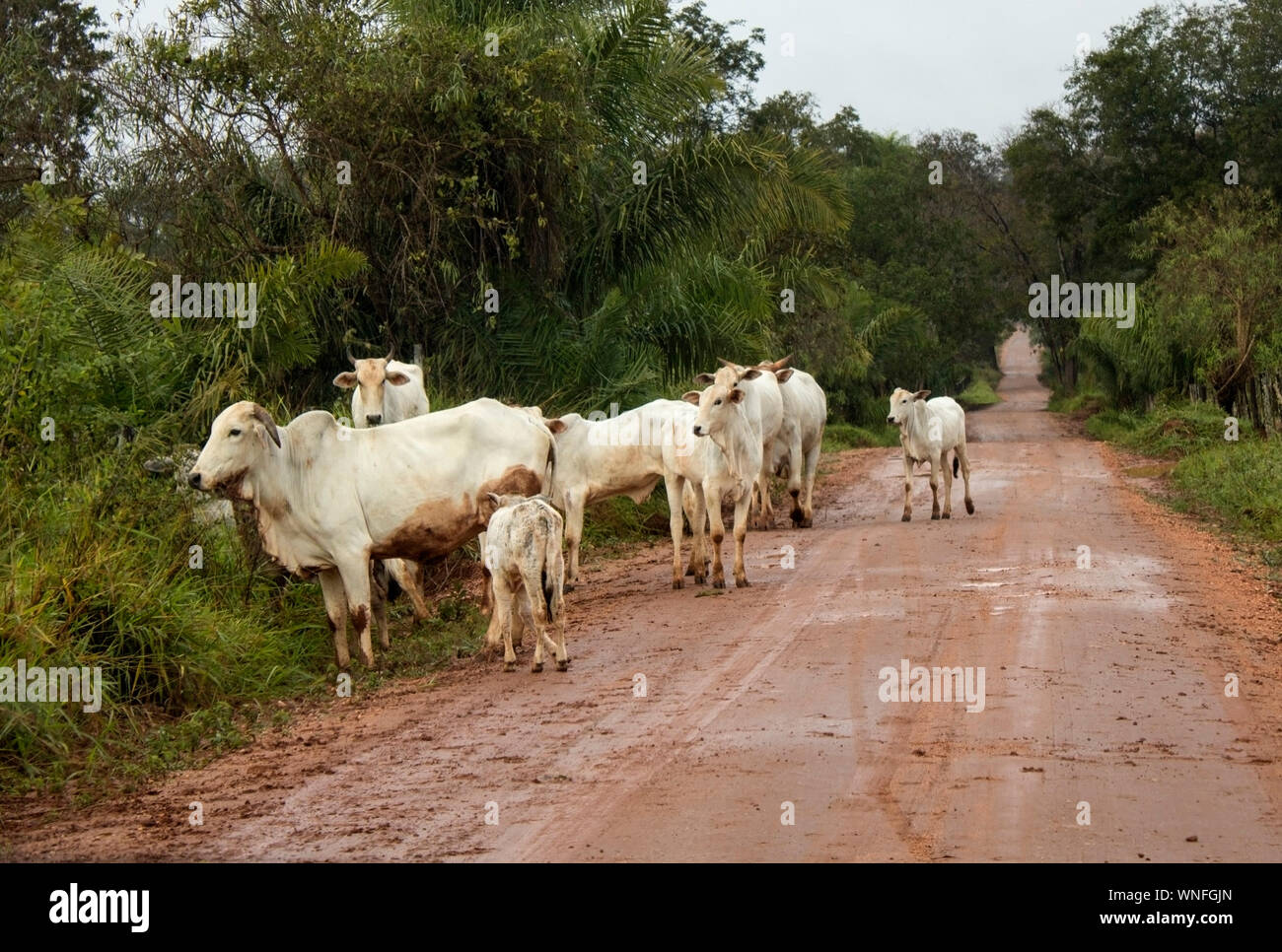 Herd of cows on road hi-res stock photography and images - Alamy