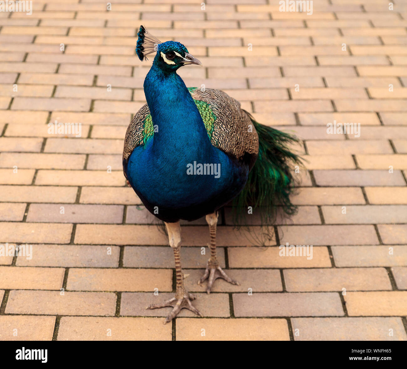 Peacock street hi-res stock photography and images - Alamy