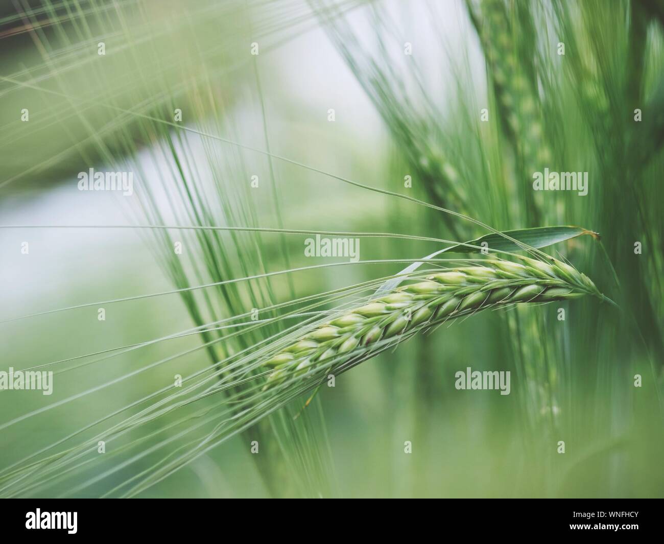 Barley plants hi-res stock photography and images - Alamy