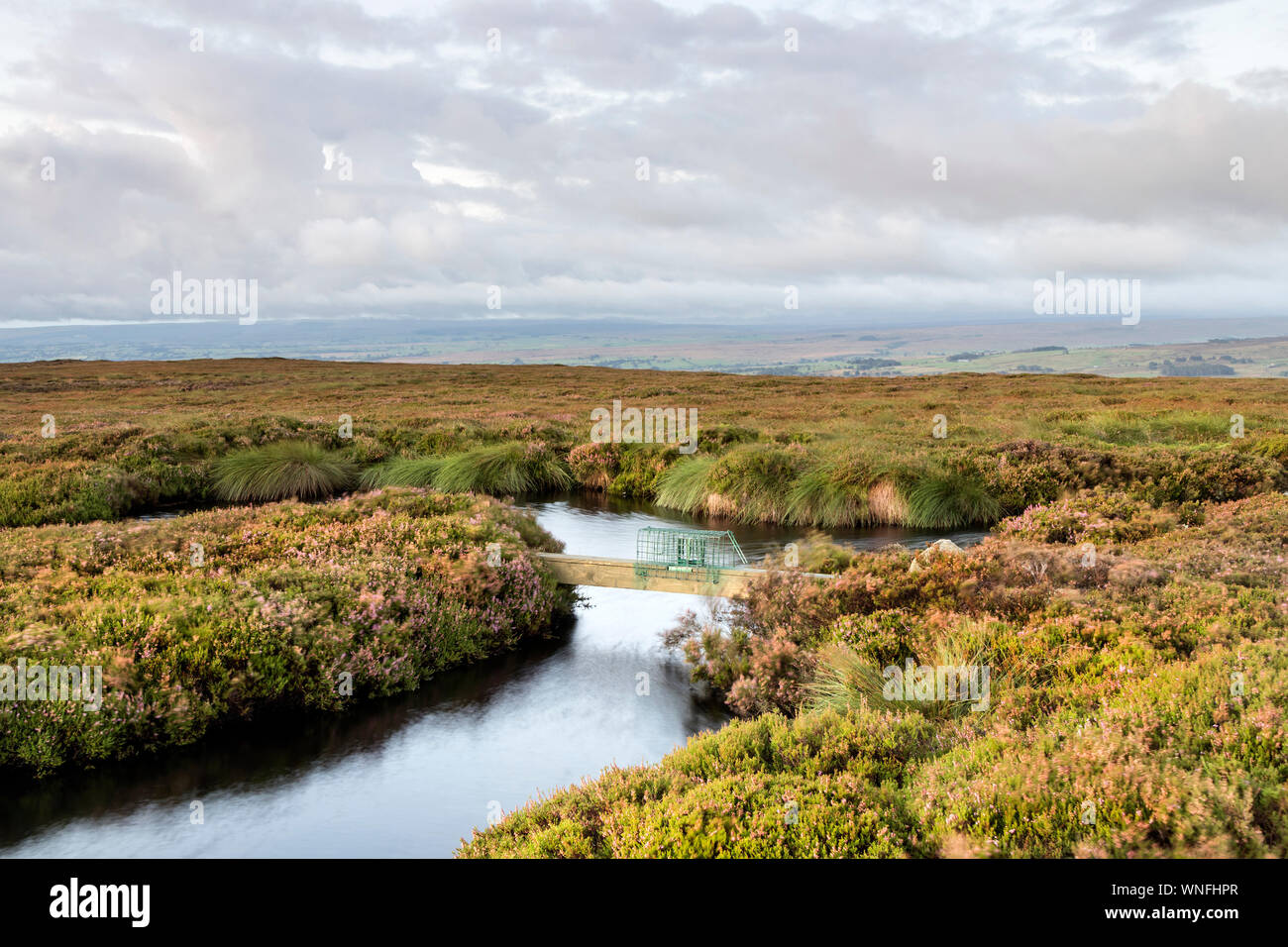 Covered Fenn Trap Mounted across a Waterway on a North Pennine Grouse ...