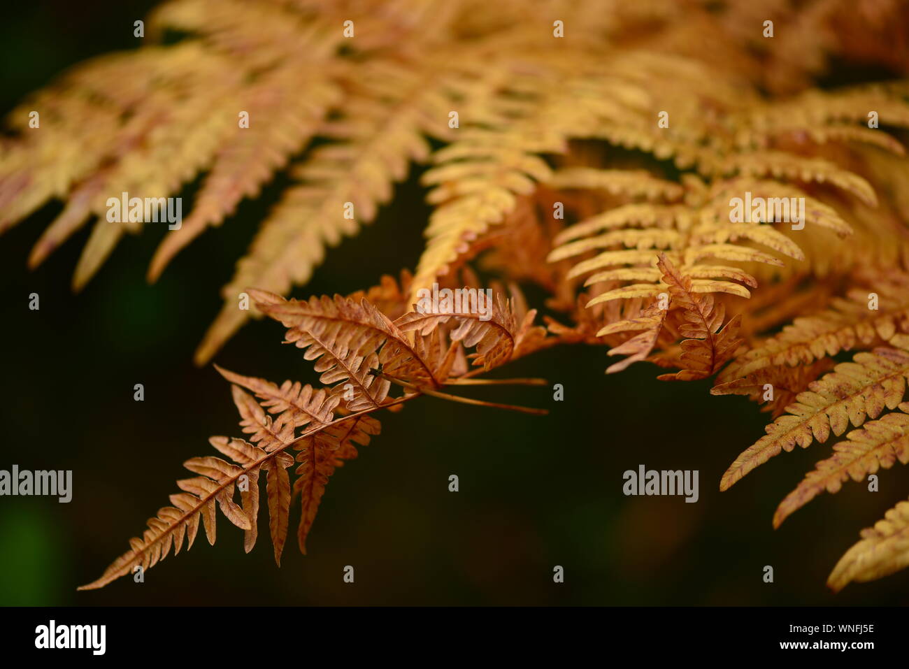 Autumn fern hi-res stock photography and images - Alamy