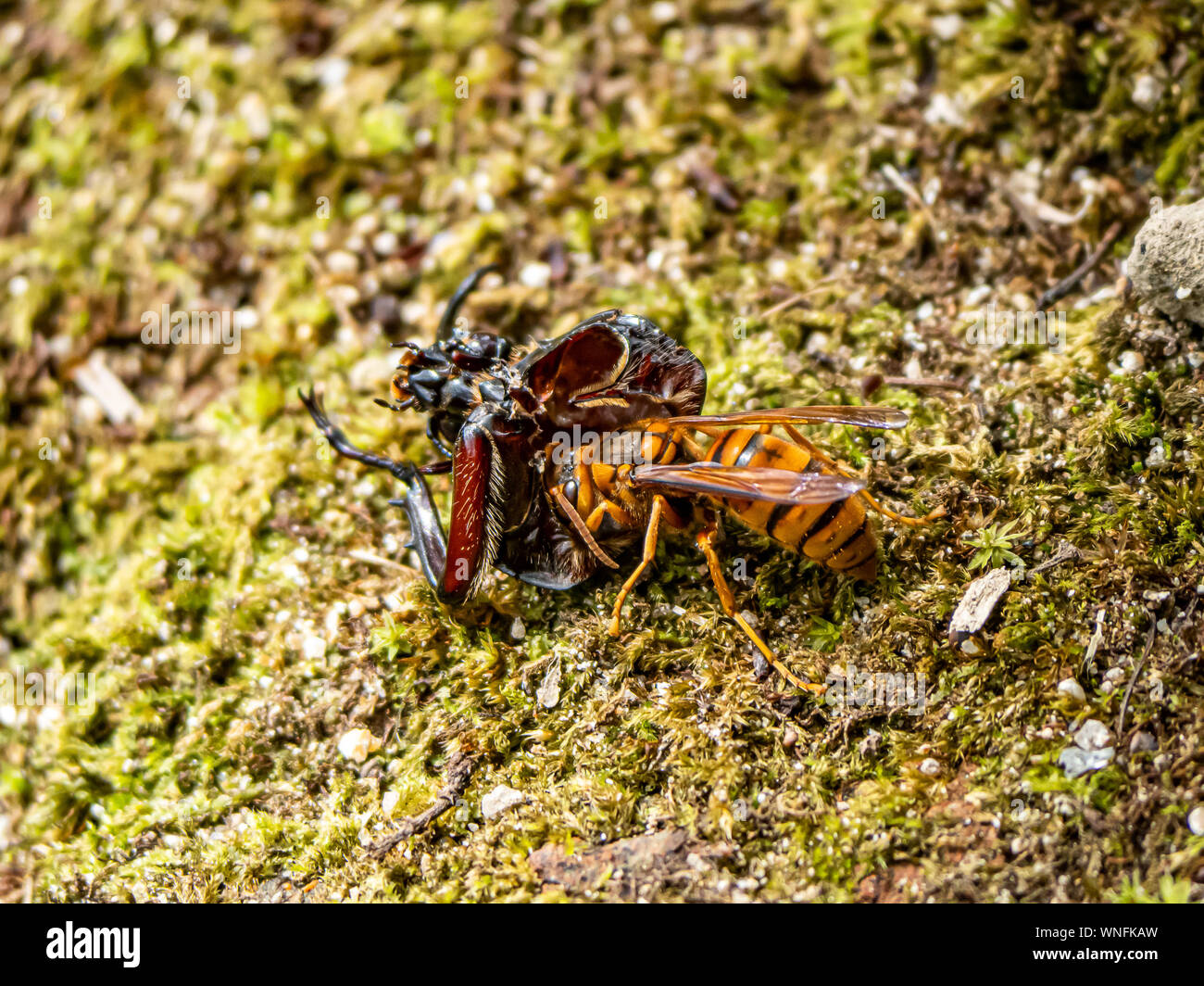 Vespa simillima xanthoptera hi-res stock photography and images - Alamy