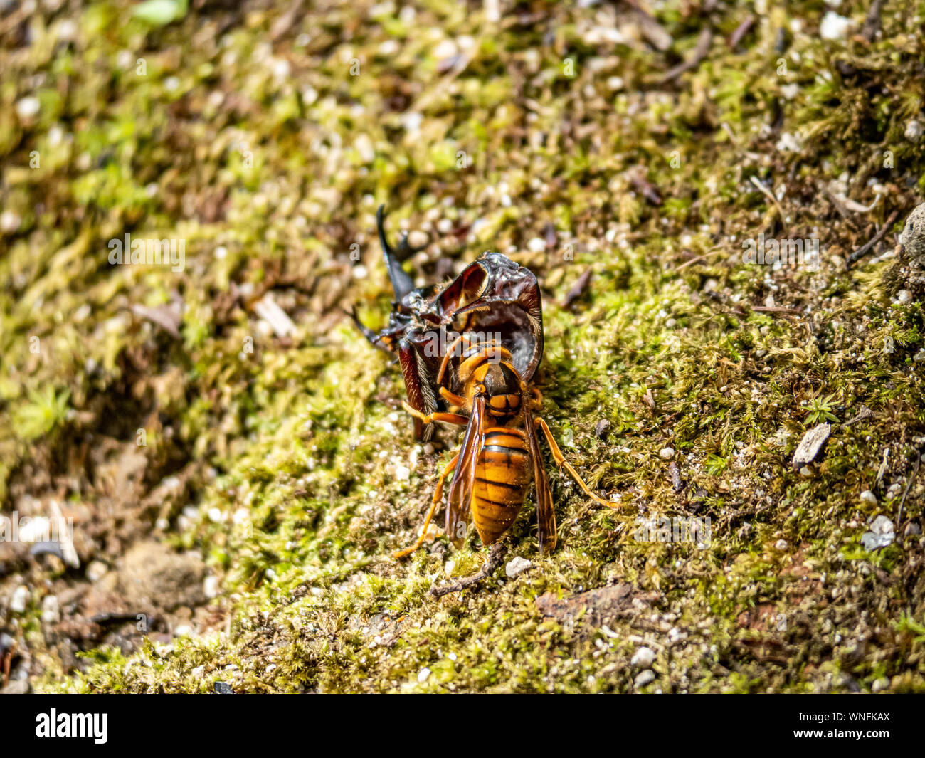 A Japanese yellow hornet, Vespa simillima xanthoptera, eating the ...