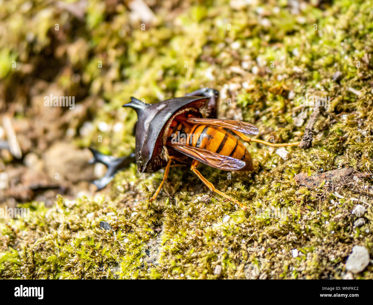Vespa simillima xanthoptera hi-res stock photography and images - Alamy