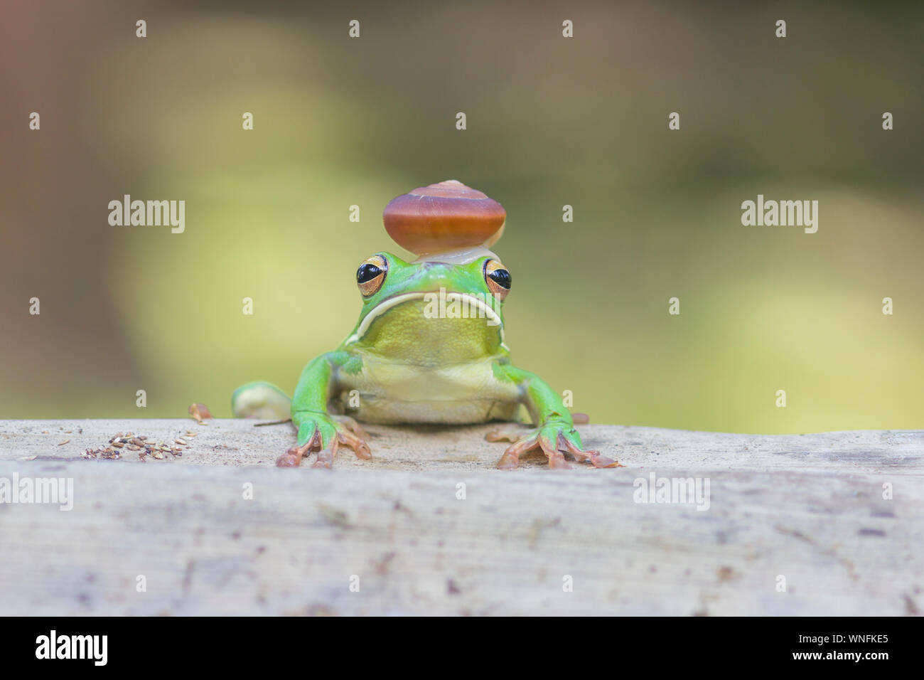Frog head hi-res stock photography and images - Alamy