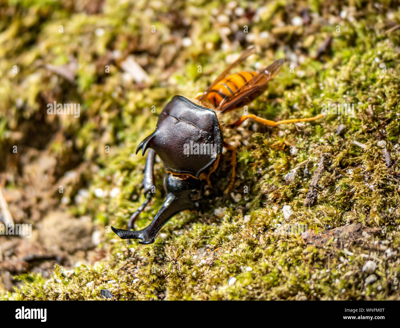 Vespa simillima xanthoptera hi-res stock photography and images - Alamy