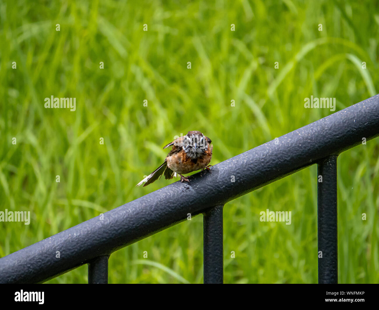 A wet meadow bunting, Emberiza cioides, perches on a railing beside a ...