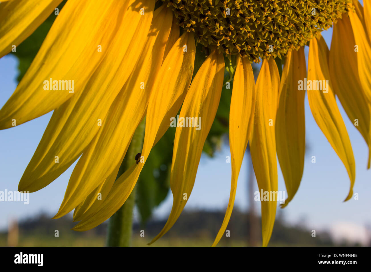 Foreground sunflower hi-res stock photography and images - Alamy