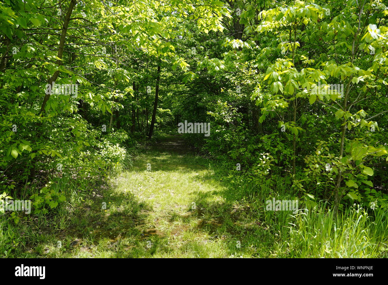 forest, trail, nature, landscape, green, tree, travel, mountain, park ...