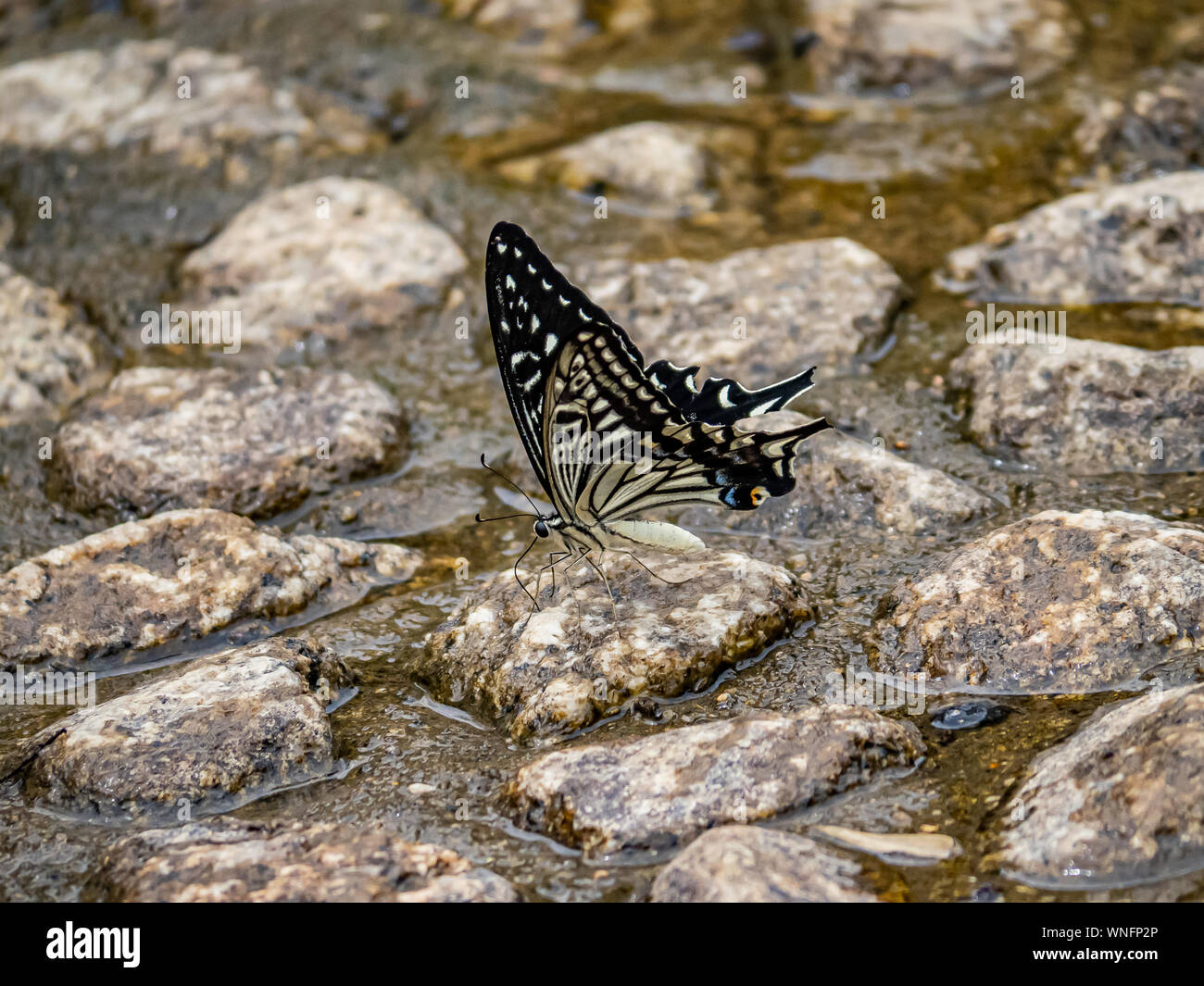 A papilio xuthus butterfly, also commonly called an Asian swallowtail ...