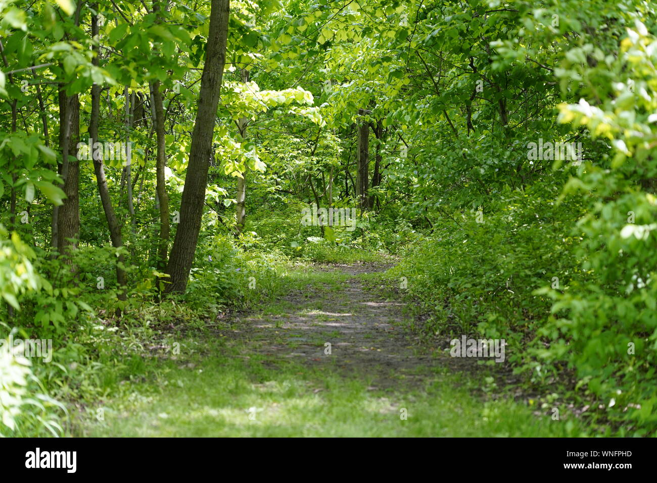 forest, trail, nature, landscape, green, tree, travel, mountain, park ...