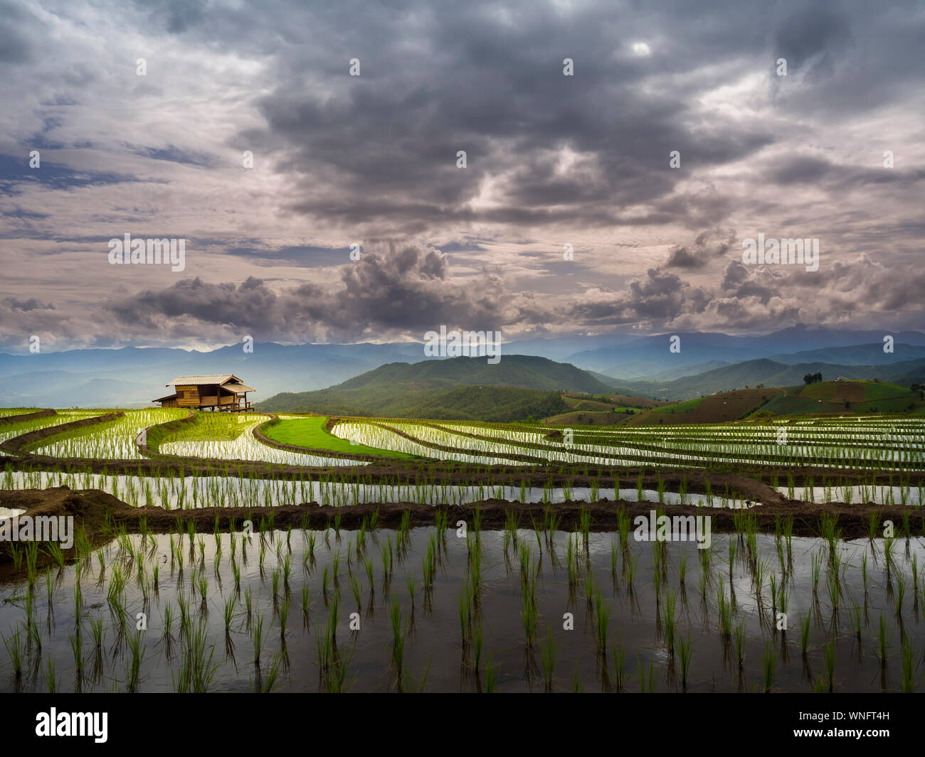 Beautiful landscape view of rice terraces and hut at chiang mai ...