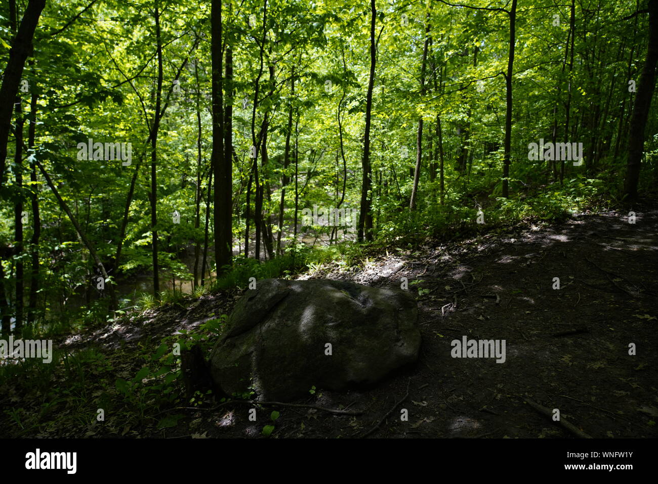 forest, trail, nature, landscape, green, tree, travel, mountain, park ...