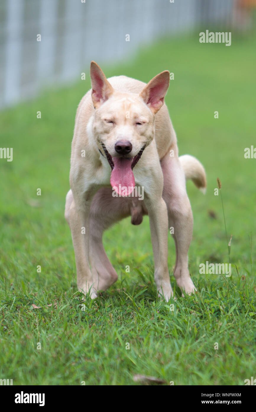 Defecating dog hi-res stock photography and images - Alamy