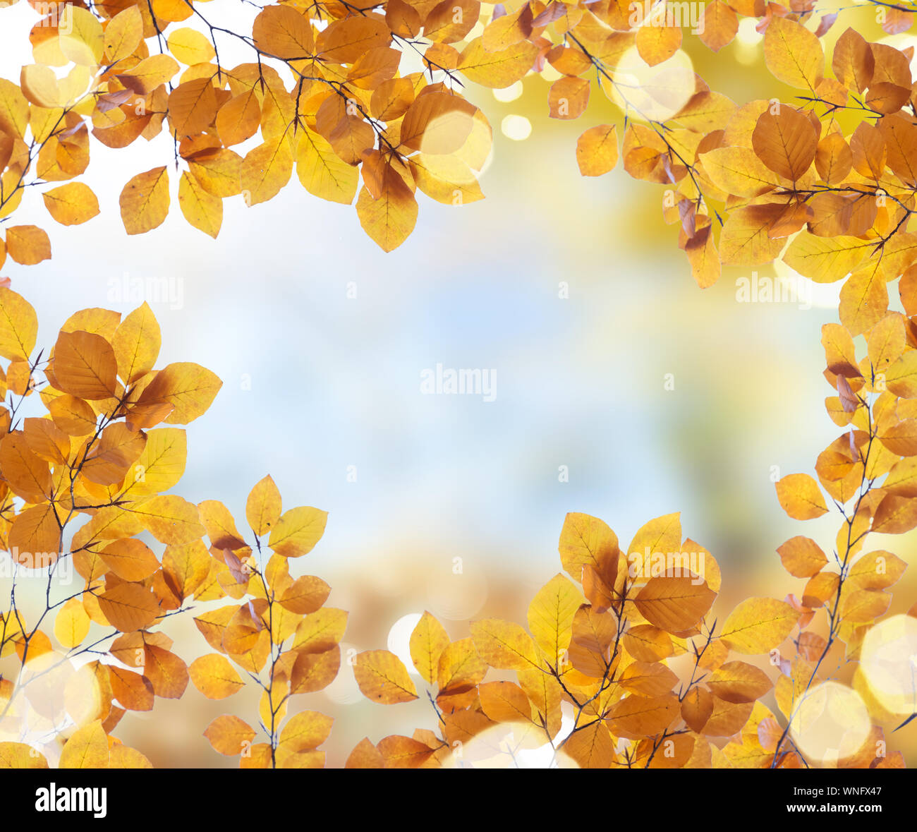fall leaves with green grass Stock Photo - Alamy