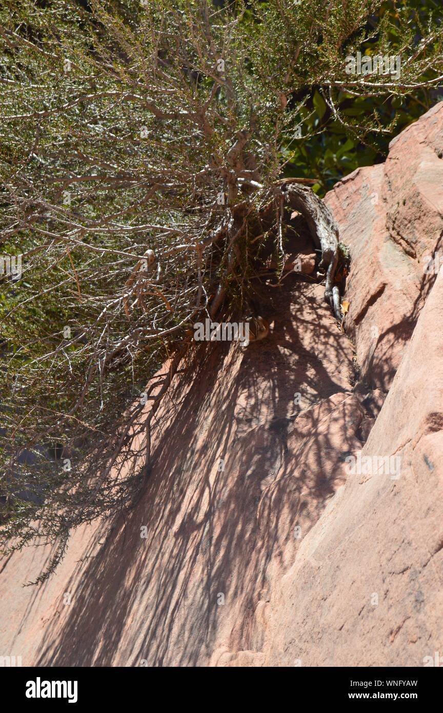 Bush rock hi-res stock photography and images - Alamy