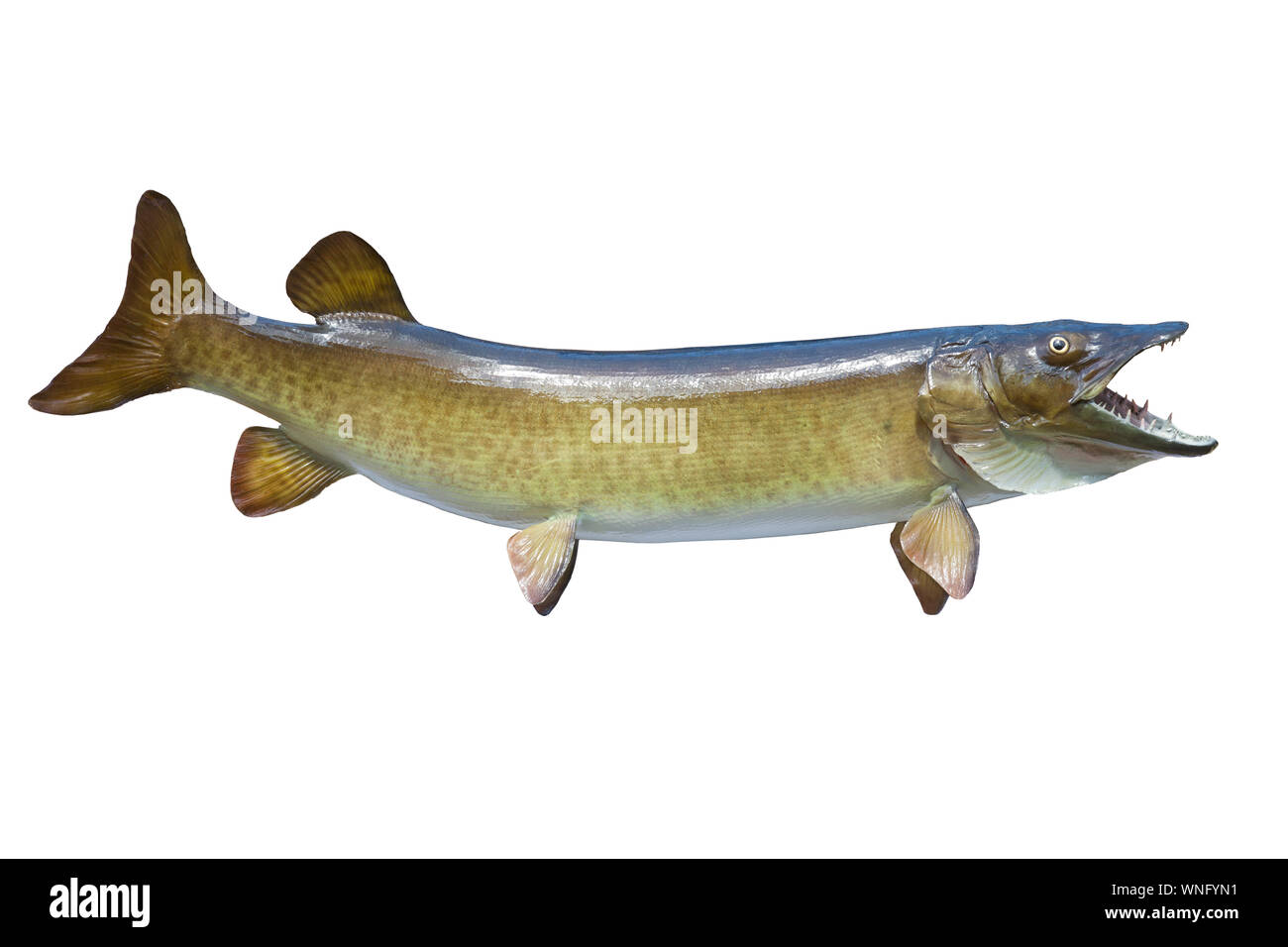 Muskellunge High Resolution Stock Photography and Images - Alamy