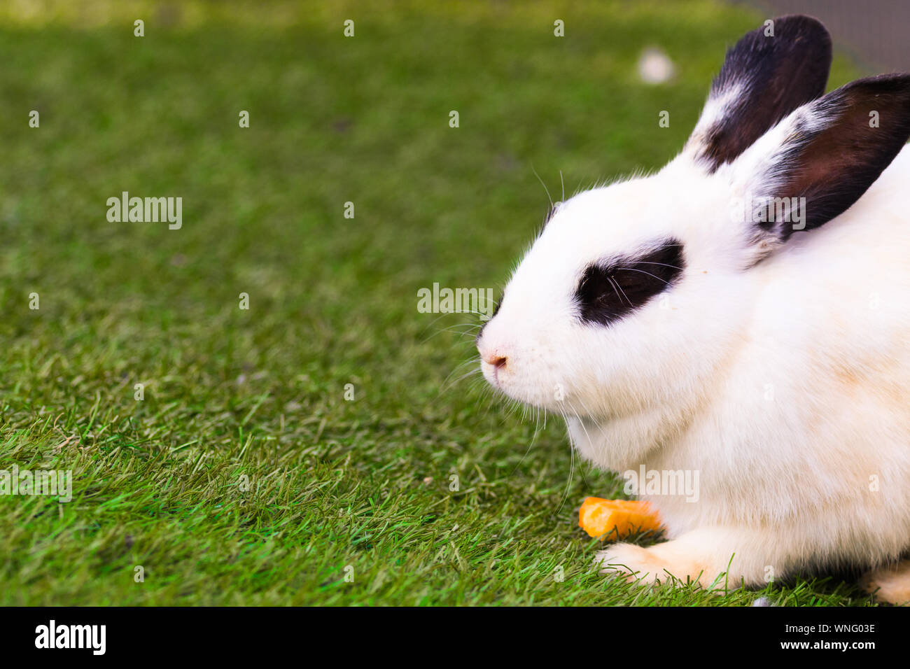 White bunny hi-res stock photography and images - Alamy