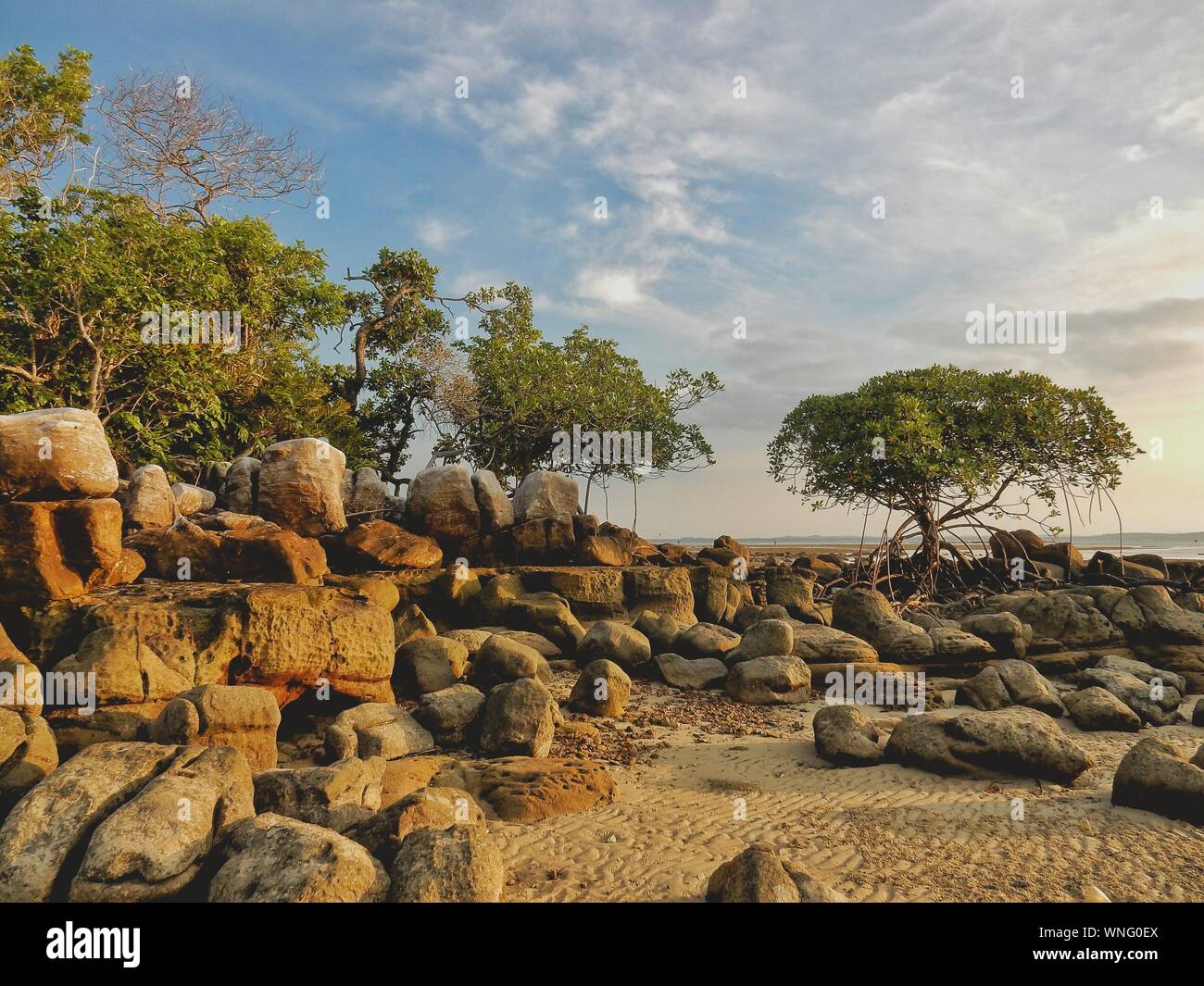 Rock trees beach beach hi-res stock photography and images - Alamy