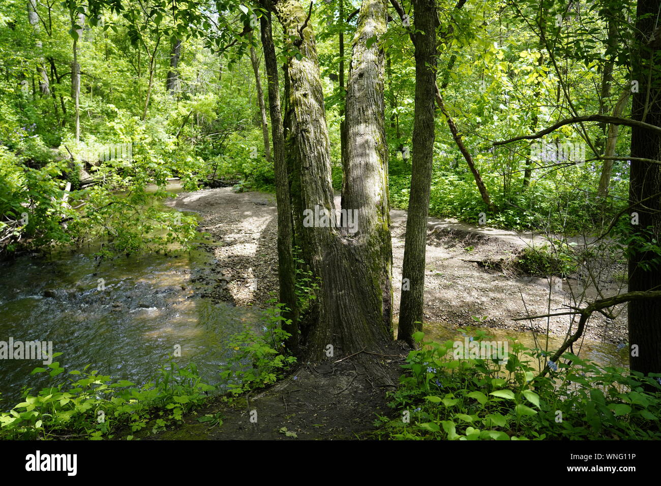 forest, trail, nature, landscape, green, tree, travel, mountain, park ...