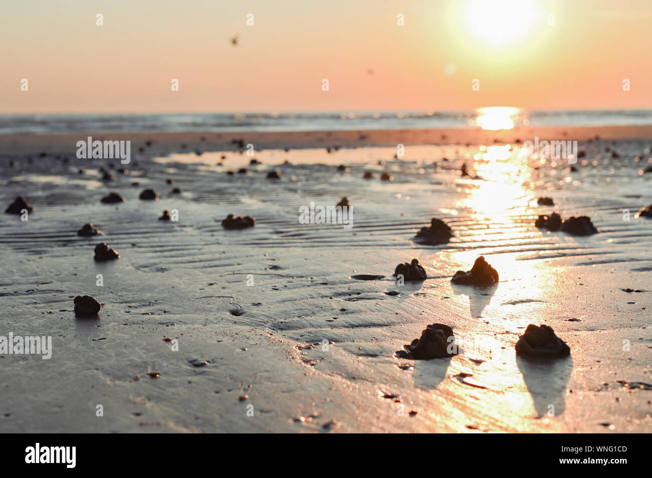 Seashell on beach in maldives hi-res stock photography and images - Alamy