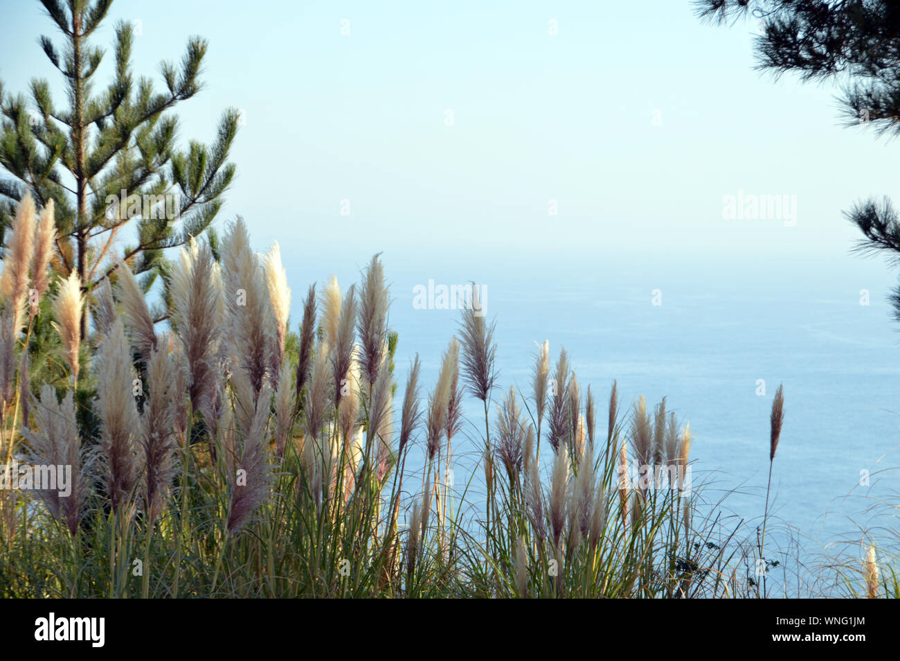 Pacific ocean beach blowing hi-res stock photography and images - Alamy