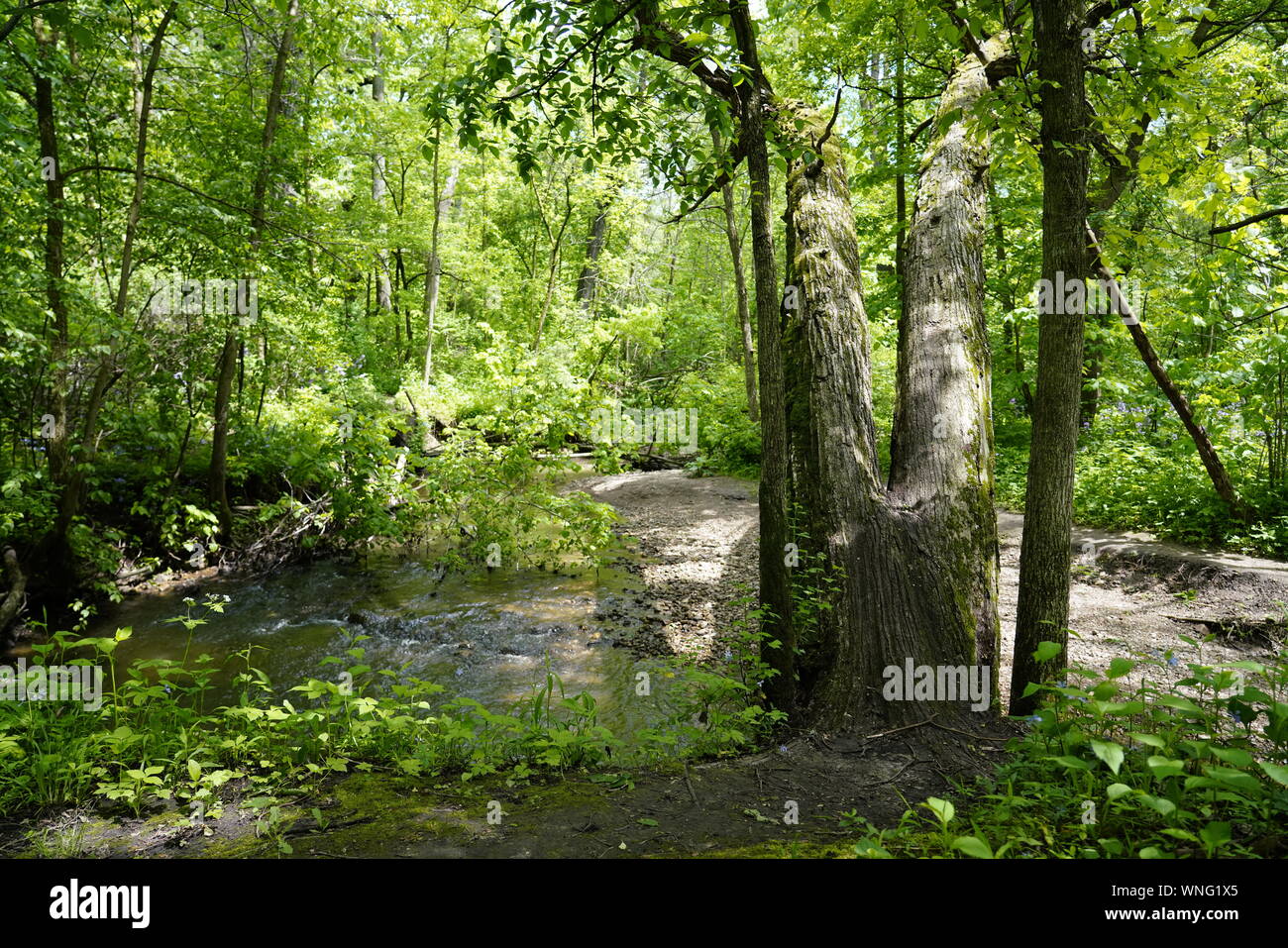 forest, trail, nature, landscape, green, tree, travel, mountain, park ...