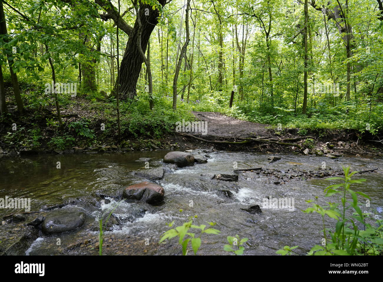 forest, trail, nature, landscape, green, tree, travel, mountain, park ...