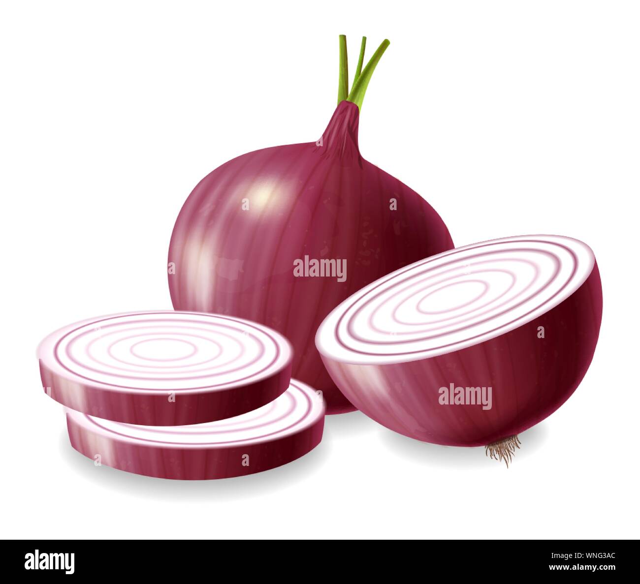 Red onion vector realistic isolated on white 3d illustration Stock ...