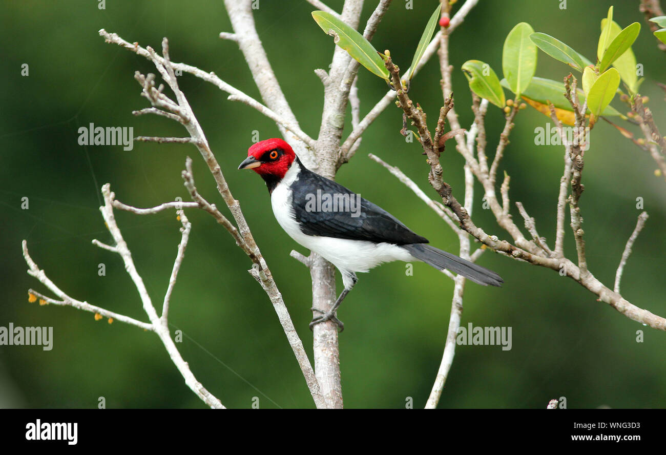 Red capped cardinal in amazon basin hi-res stock photography and images ...