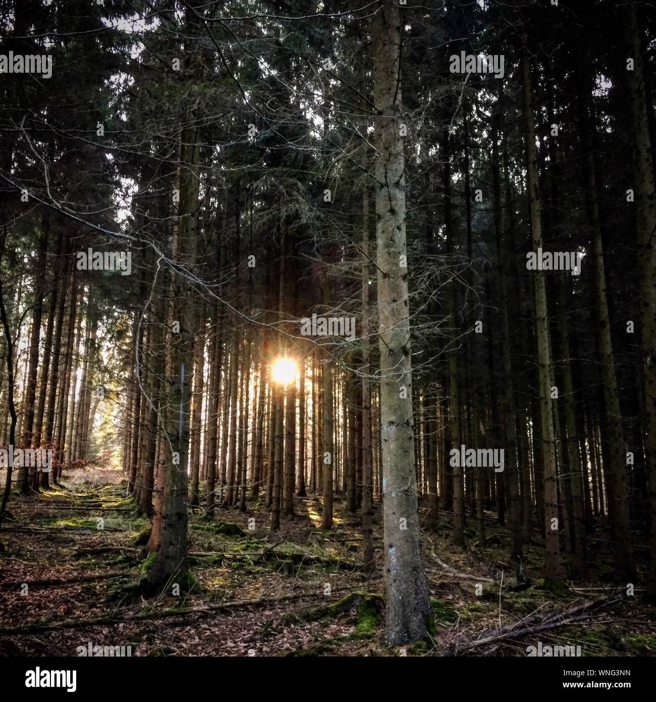 Night scene in the woods hi-res stock photography and images - Alamy