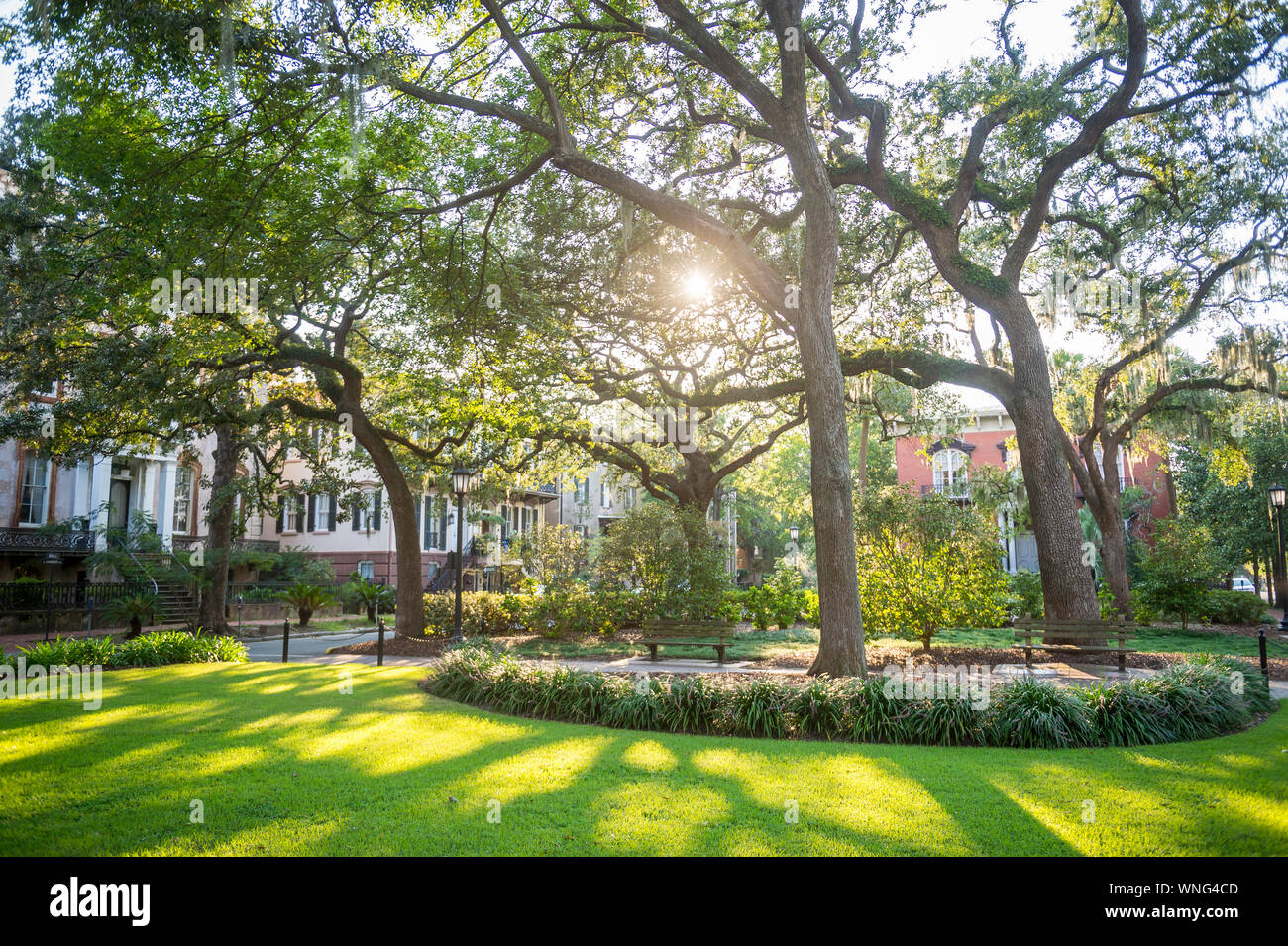 Bright scenic view of golden sun streaming through a canopy of grand ...