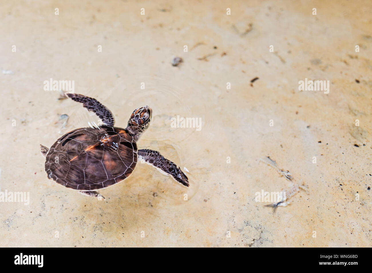 Sea turtle swims in the open pool. Turtle is brown color ...