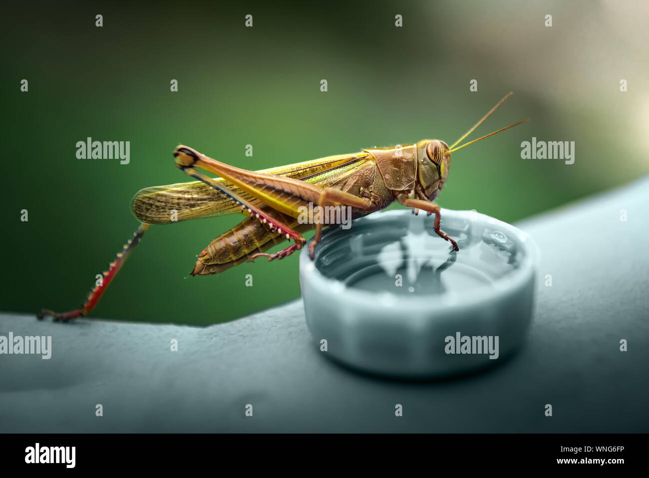 Close up of huge colorful bronze, green, yellow and red grasshopper at ...