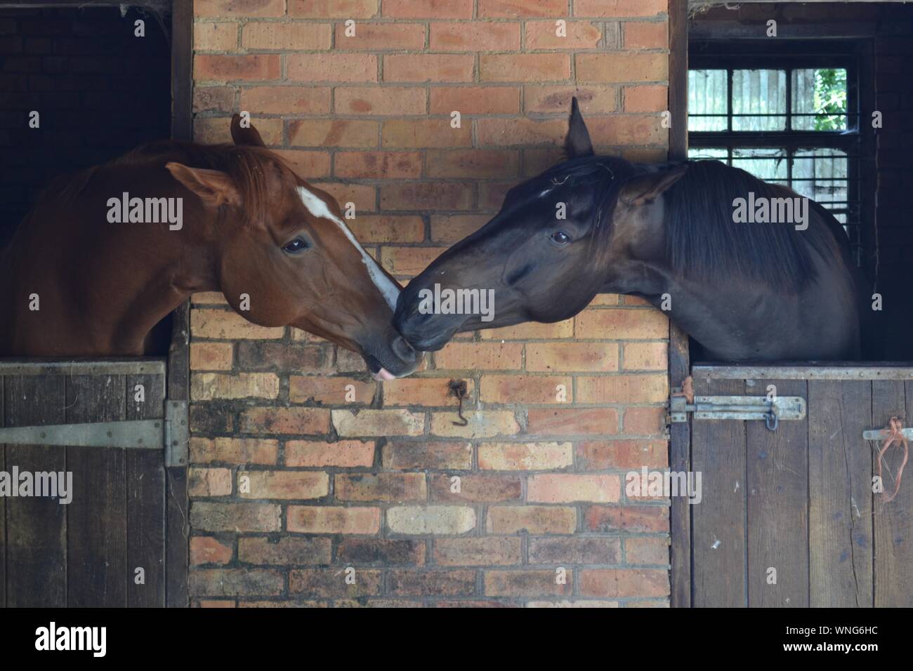 Stallion mating hi-res stock photography and images - Alamy