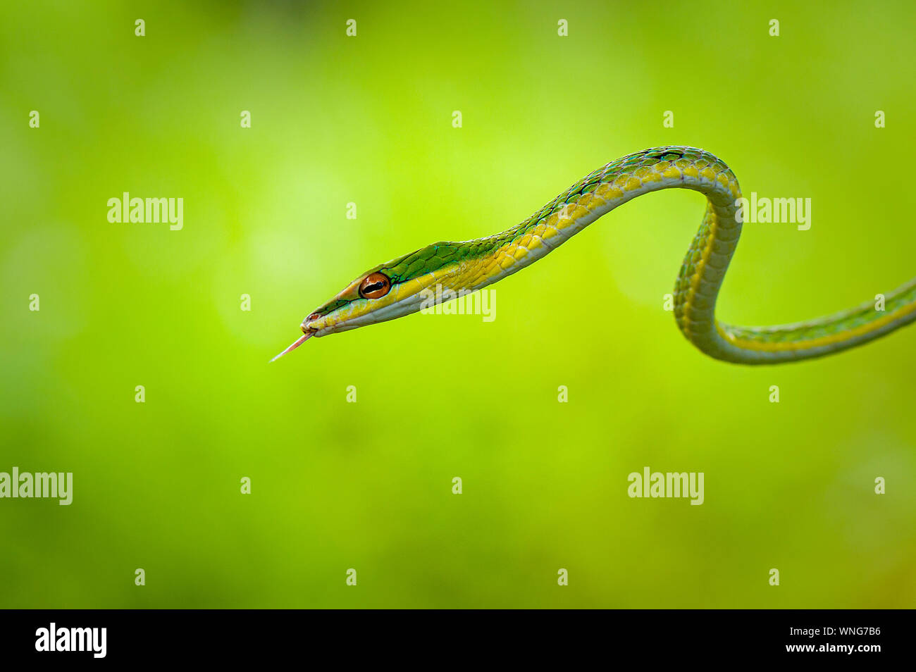 Green part snake hi-res stock photography and images - Alamy