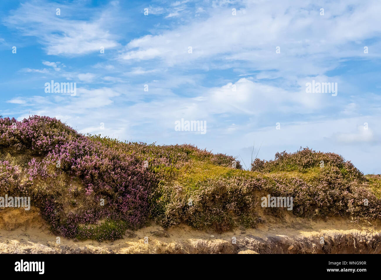 Heather landscape hi-res stock photography and images - Alamy