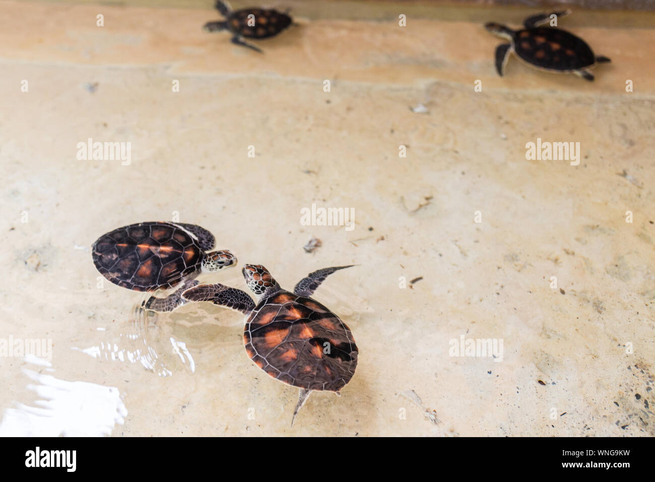 Sea turtles swim in the open pool. Turtle is brown color ...